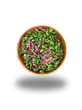 Frische Microgreens & Sprossen kaufen – Direkt vom Erzeuger – Kressemann
